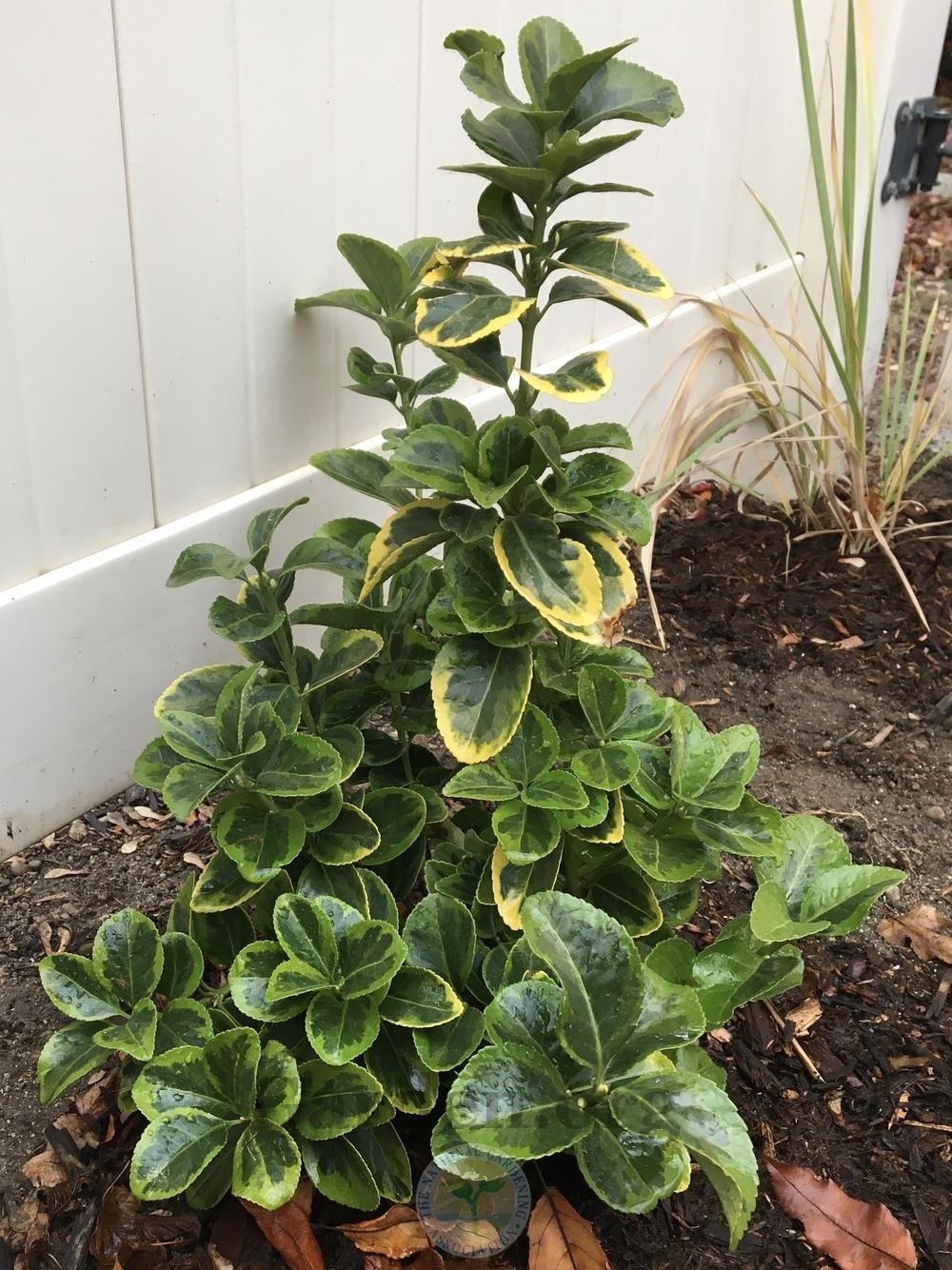 Photo of the seedling or young plant of Golden Euonymus (Euonymus ...