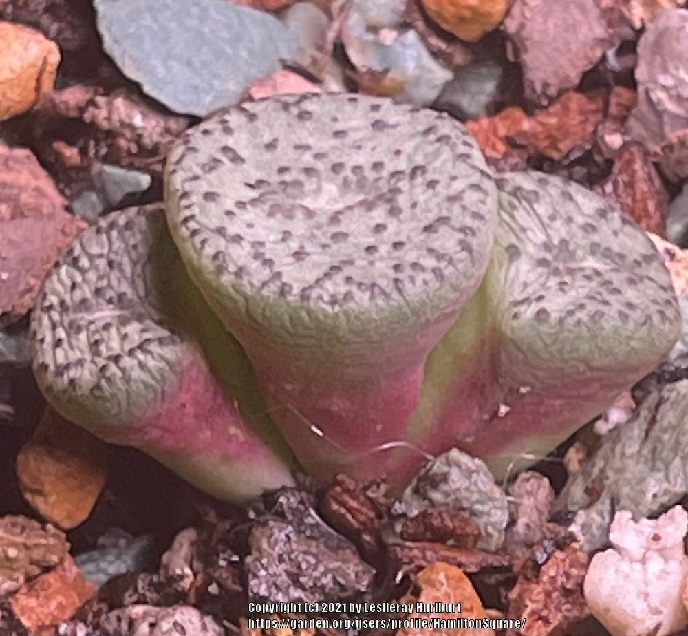 Photo of the entire plant of Conophytum minimum posted by ...