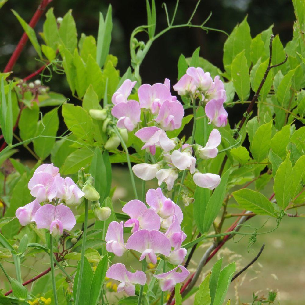 Pacific Pea (Lathyrus vestitus) - Garden.org