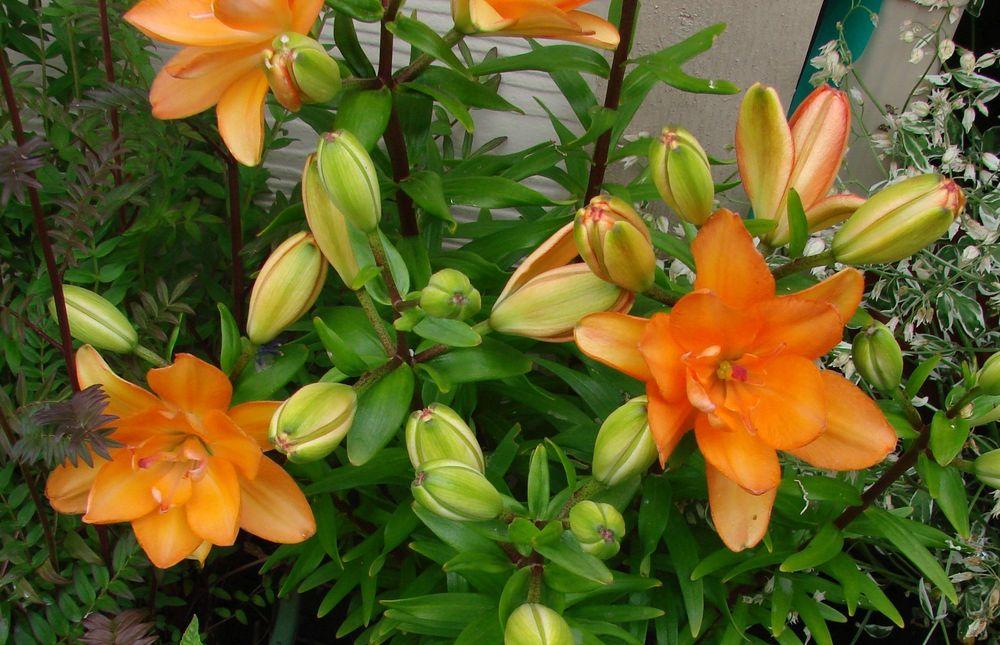 Photo of the bloom of Dwarf Asiatic Lily (Lilium Lily Looks™ Tiny ...