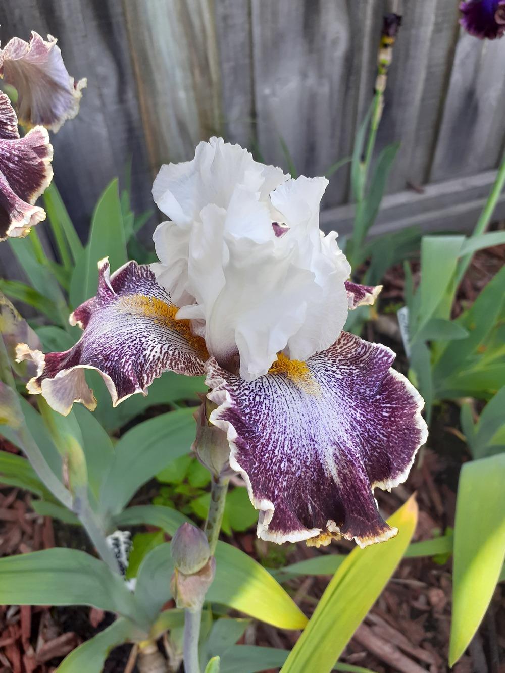 Photo of the bloom of Tall Bearded Iris (Iris 'Looky Loo') posted by ...