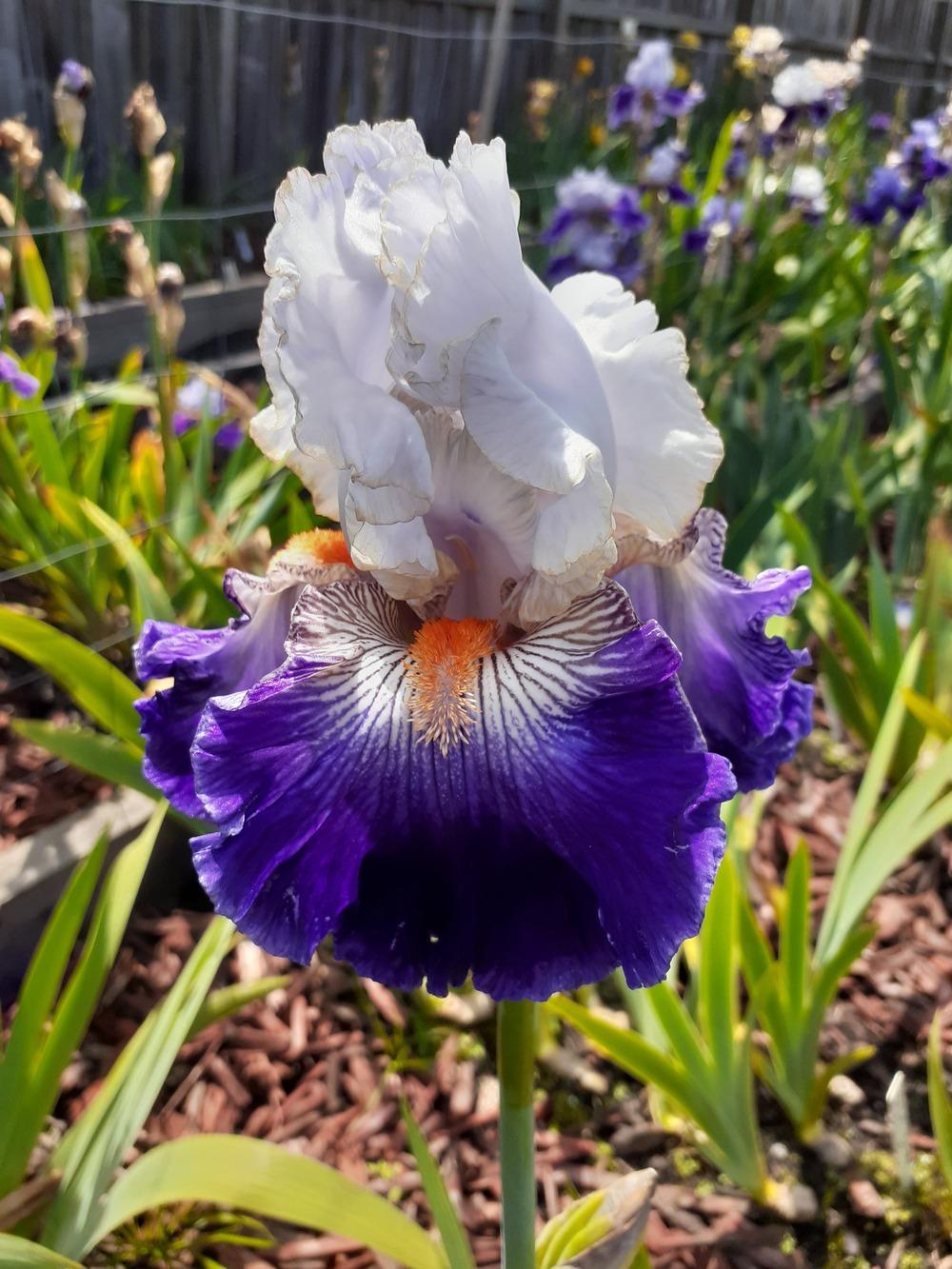 Tall Bearded Iris (Iris 'Prince George') in the Irises Database ...