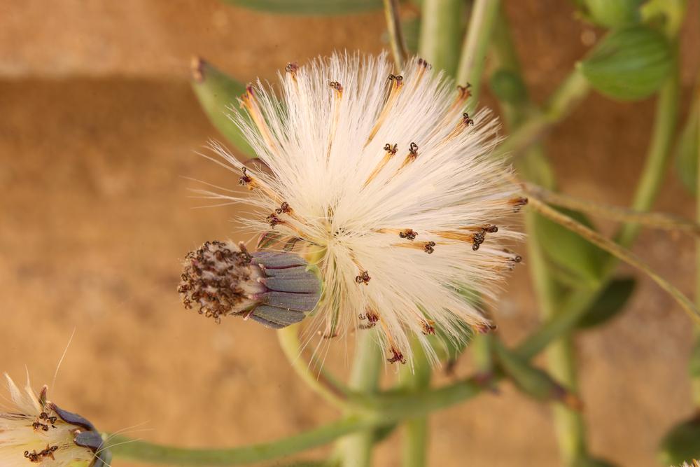 Photo of the seed pods or heads of String of Raindrops (Curio herreanus ...