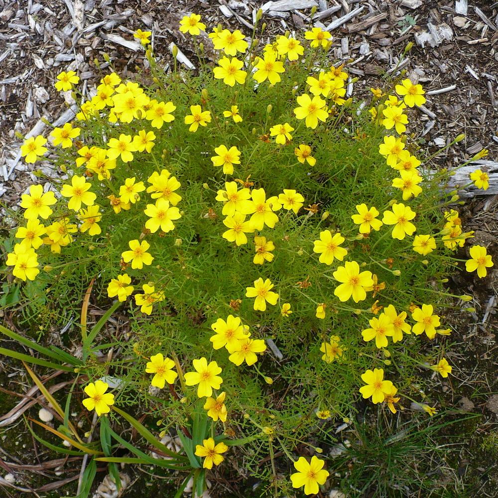 Signet Marigold (Tagetes tenuifolia 'Lemon Gem') - Garden.org