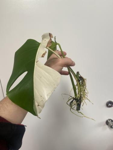 Monstera - Dead/Spent node? in the Houseplants forum - Garden.org