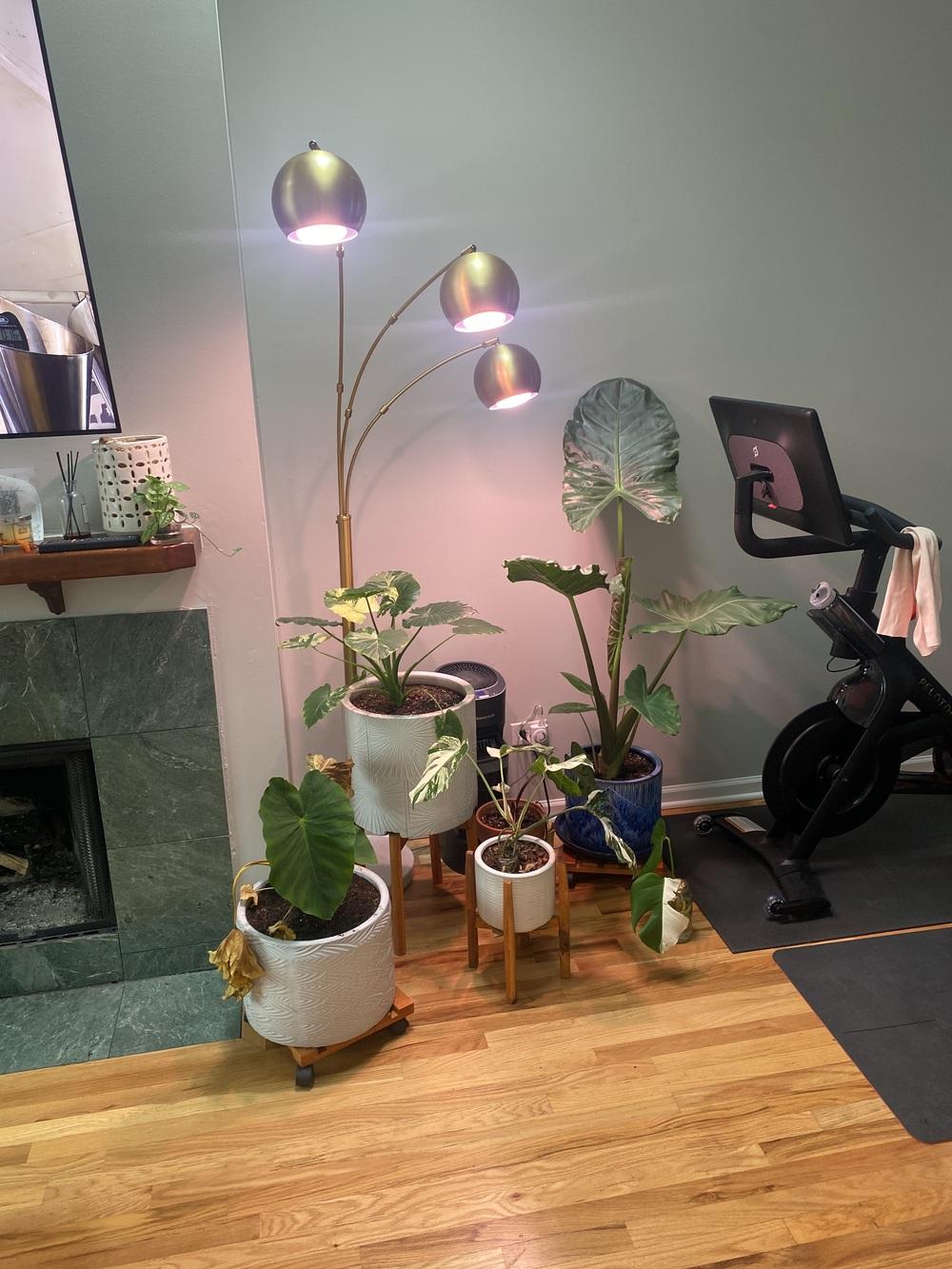 Monstera - Dead/Spent node? in the Houseplants forum - Garden.org