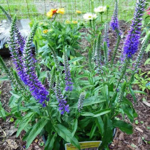 Speedwell (Veronica longifolia Vernique™ Pink) in the Veronicas ...