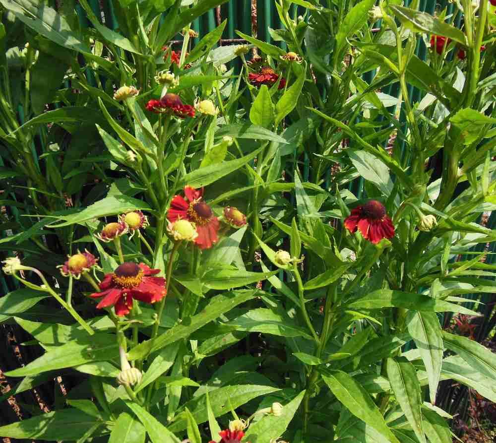 Photo of the entire plant of Sneezeweed (Helenium 'Red Jewel') posted ...
