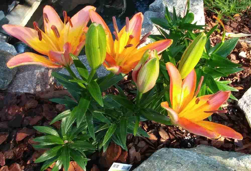 Photo of the entire plant of Lily (Lilium 'Orange Matrix') posted by ...