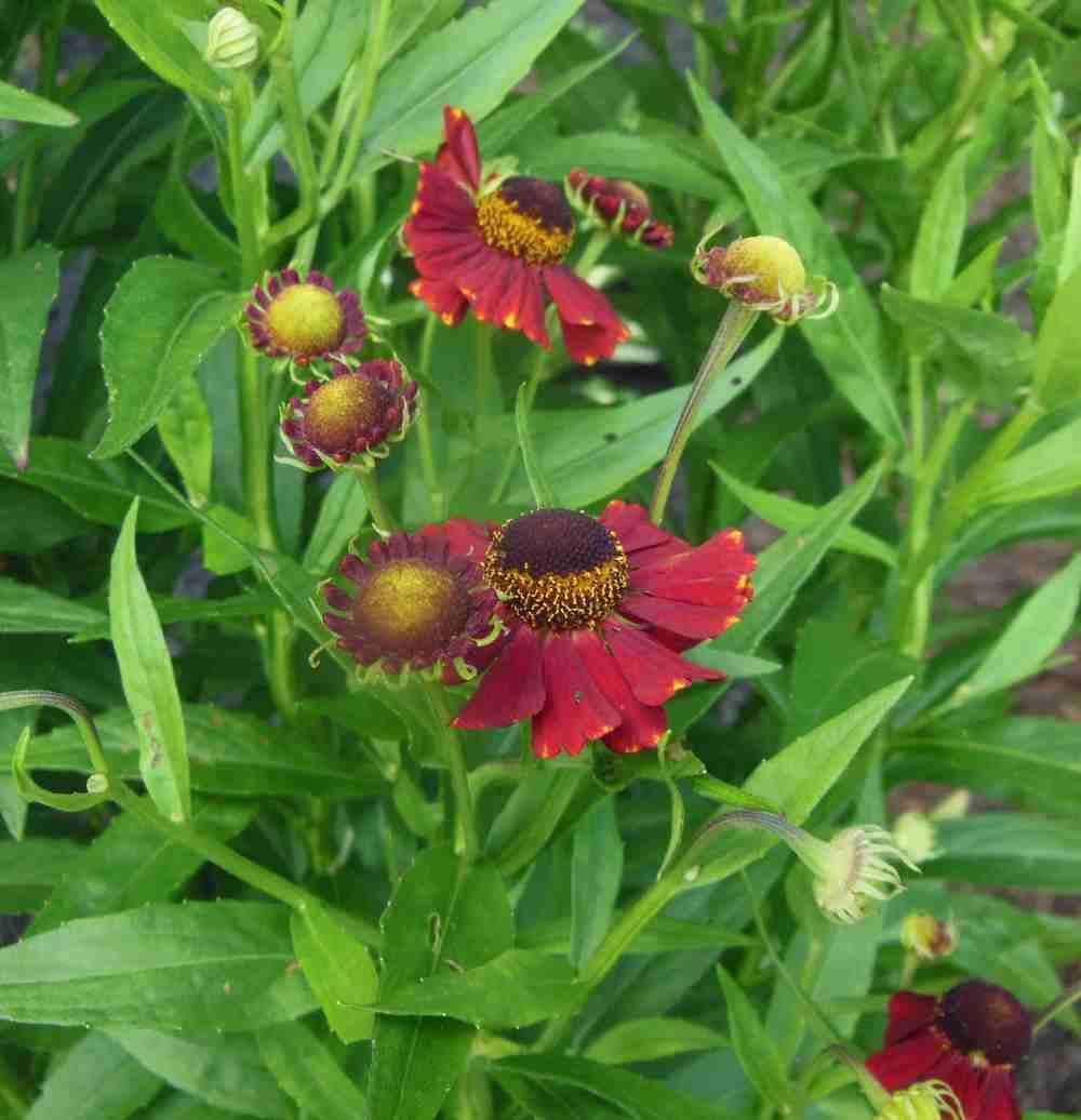 Photo of the bloom of Sneezeweed (Helenium 'Red Jewel') posted by ...