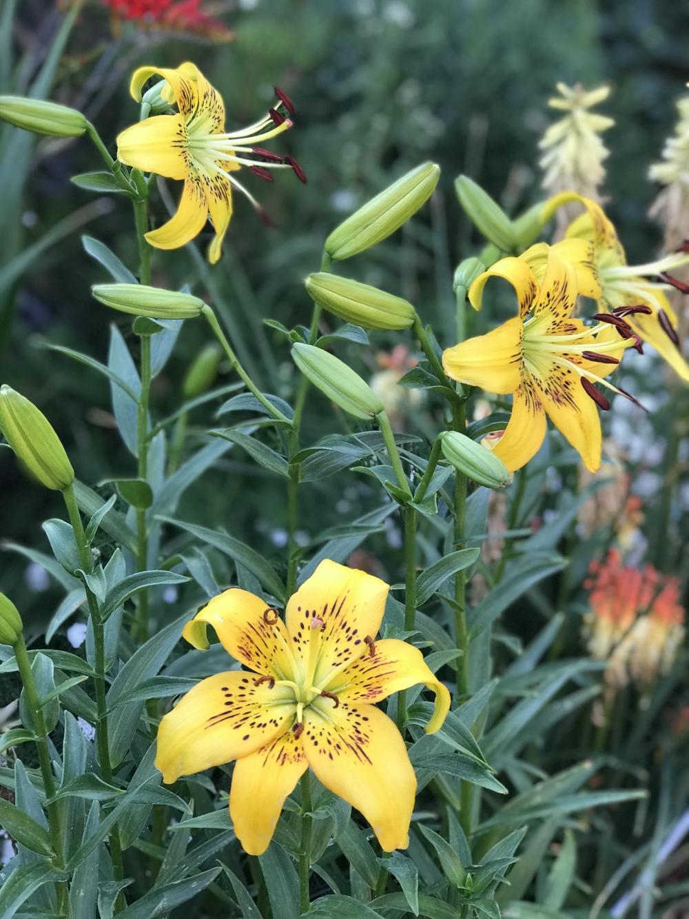 Photo of the bloom of Lily (Lilium 'Yellow Bruse') posted by Calebstroh ...