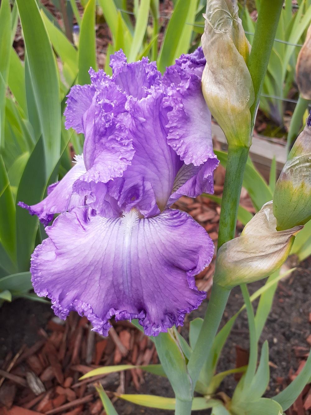 Tall Bearded Iris (Iris 'Spring Image') in the Irises Database - Garden.org