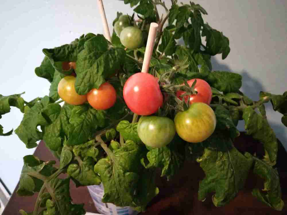 Photo of the fruit of Tomato (Solanum lycopersicum 'Red Robin') posted ...