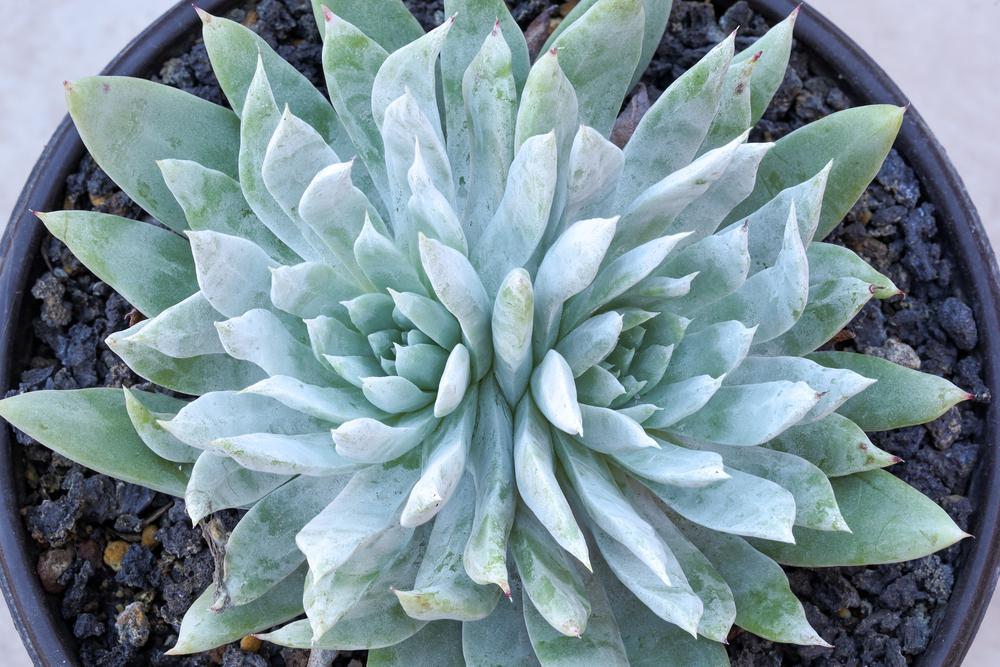 Photo of the entire plant of Chalk Rose (Dudleya candida) posted by ...