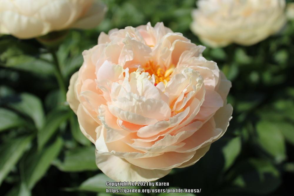 Photo of the bloom of Peony (Paeonia 'Pastelegance') posted by kousa ...