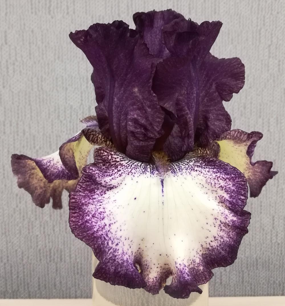 Photo of the bloom of Tall Bearded Iris (Iris 'Pirates' Den') posted by ...