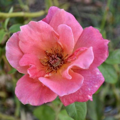 Rose (Rosa 'Mojave') in the Roses Database - Garden.org