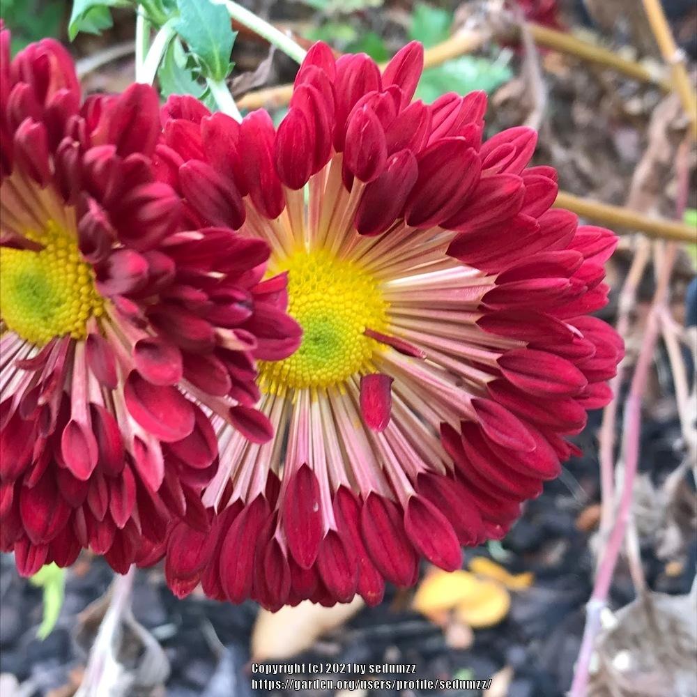Photo of the bloom of Spoon Mum (Chrysanthemum 'Redwing') posted by ...