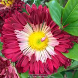 Spoon Mum (Chrysanthemum 'Redwing') - Garden.org