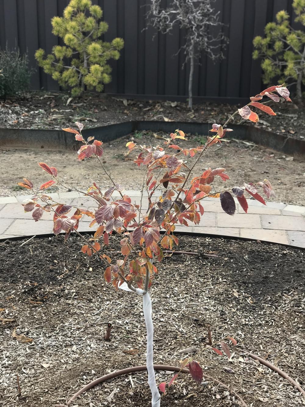Photo of the fall color of Chinese Ironwood (Parrotia subaequalis ...