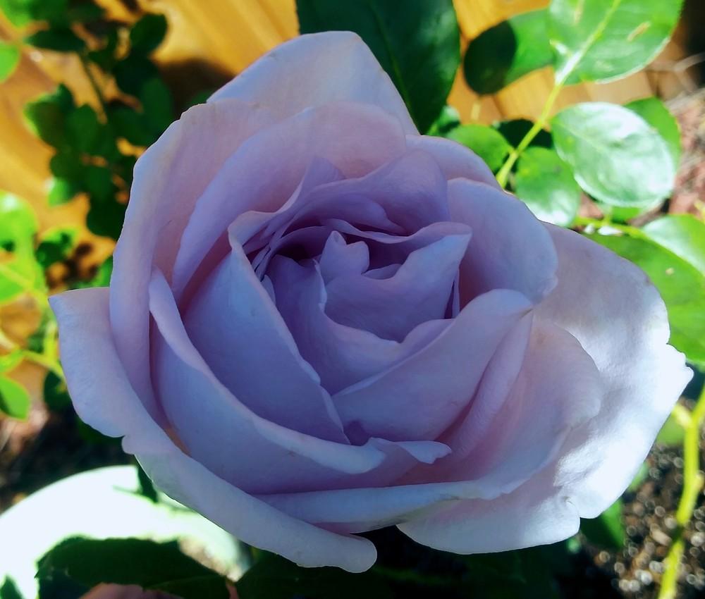 Photo of the bloom of Rose (Rosa 'Blue Girl 2008') posted by ...