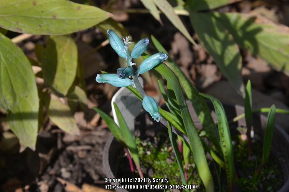 Photo of the bloom of Green Cape Cowslip (Lachenalia viridiflora ...