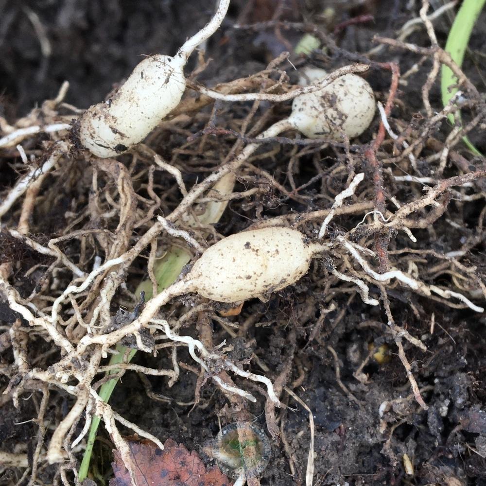 Photo of the roots of Lily Turf (Liriope muscari 'Monroe White') posted ...