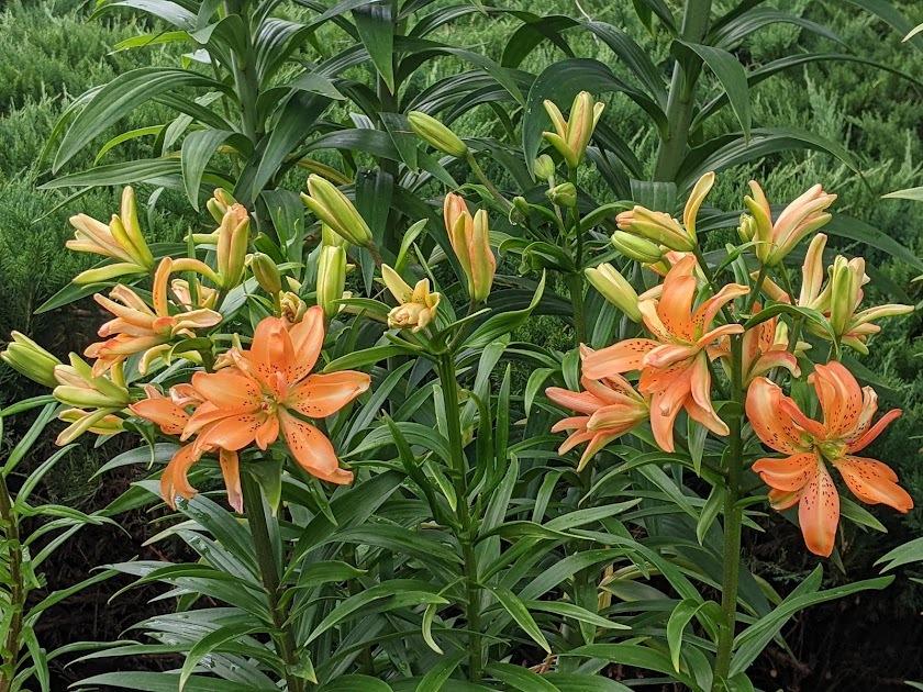 Photo of the entire plant of Lily (Lilium 'Must See') posted by Joy ...