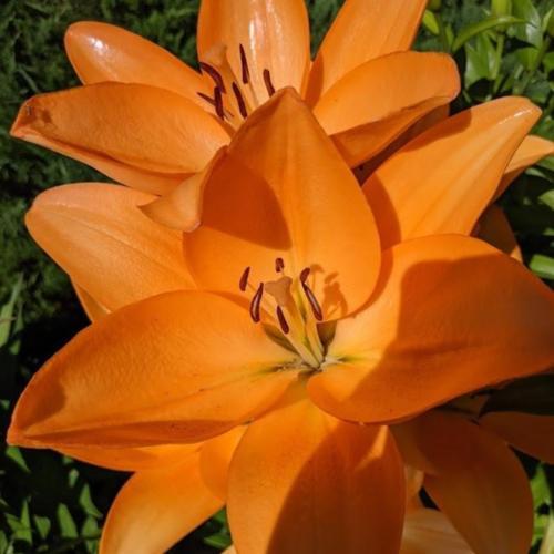 Lily (Lilium 'Menton [Div VIII]') in the Lilies Database - Garden.org