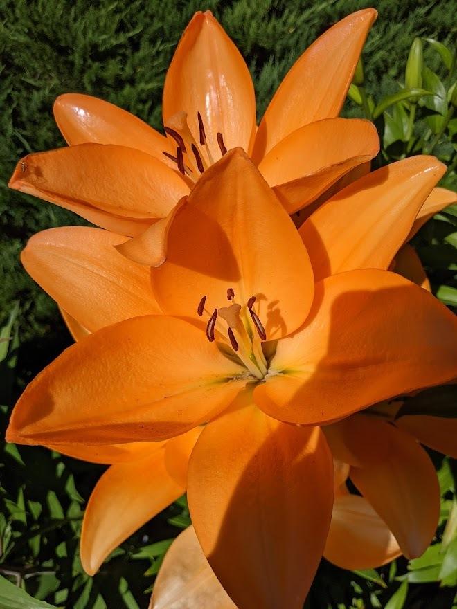 Lily (Lilium 'Menton [Div VIII]') in the Lilies Database - Garden.org