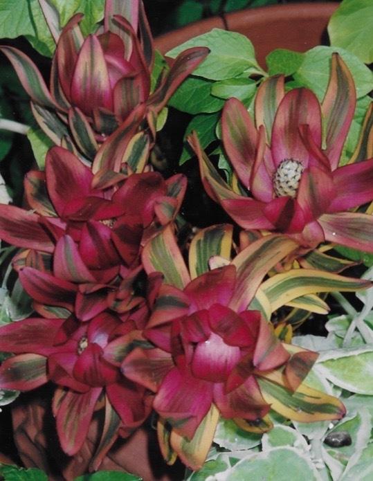 Cone Bush (Leucadendron 'Sylvan Red') - Garden.org