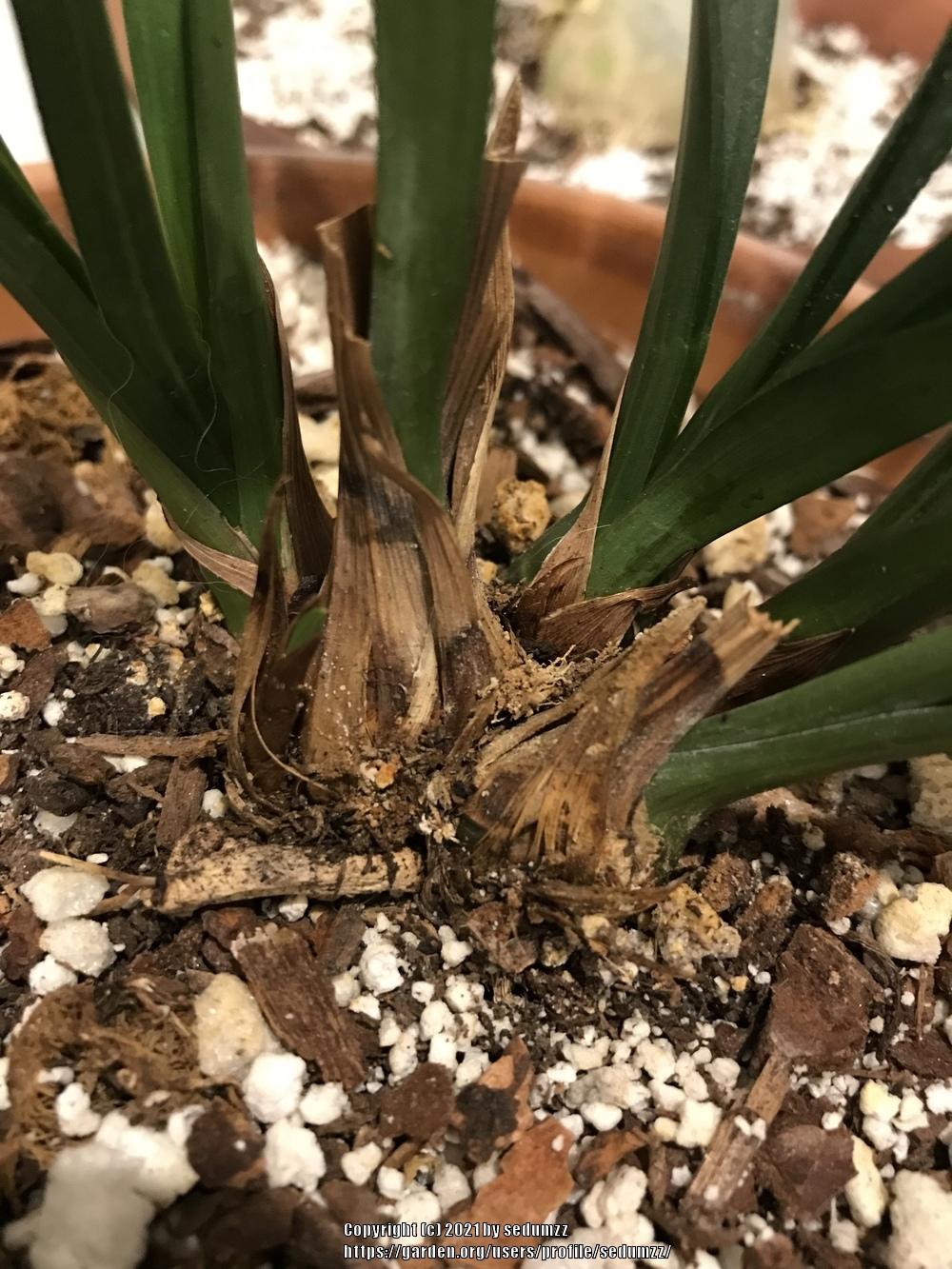 Chinese Orchid (Cymbidium ensifolium 'Jin He') - Garden.org