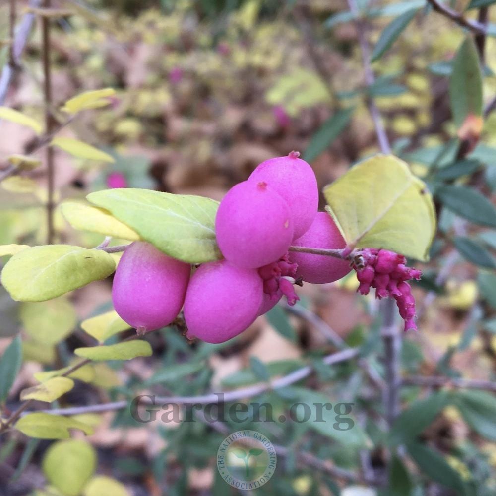 Doorenbos' Coralberry (Symphoricarpos 'Magic Berry') - Garden.org