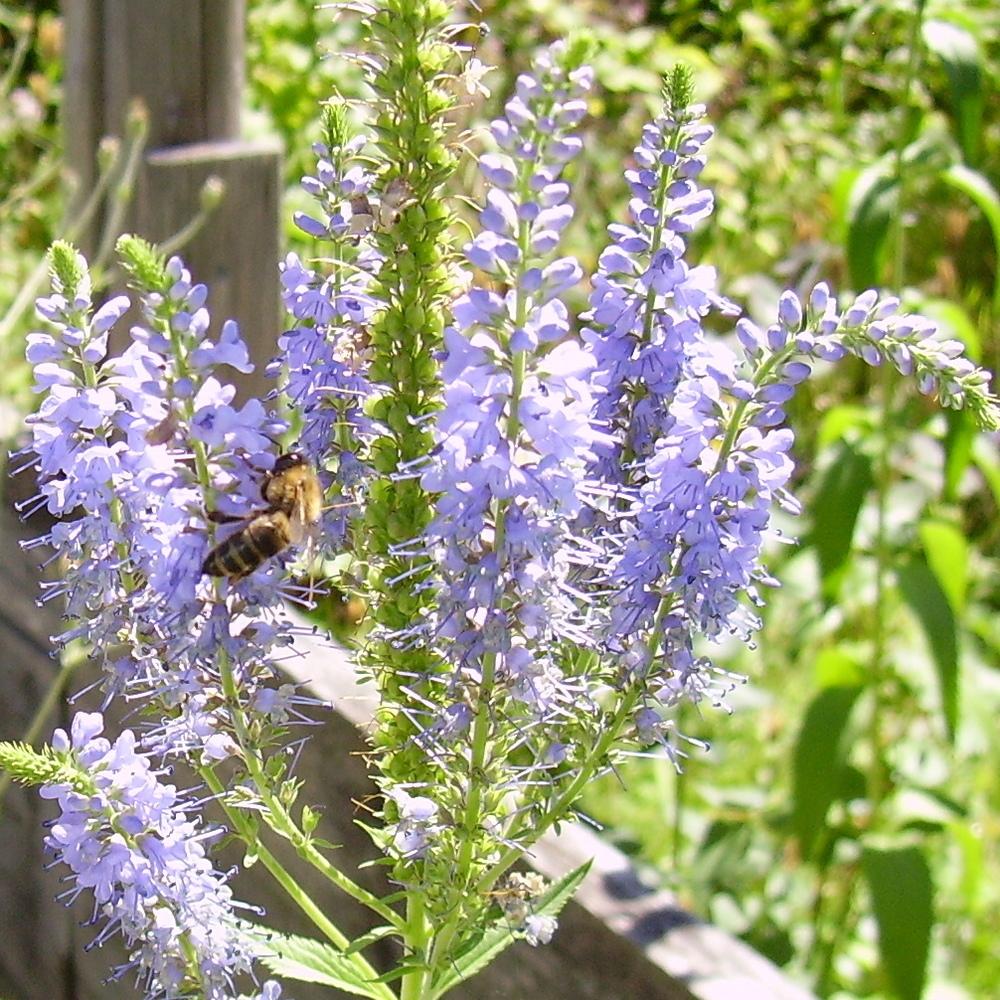 Photo of the seed pods or heads of Speedwell (Veronica longifolia ...