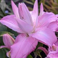 Photo of the bloom of Lily (Lilium 'Lotus Spring') posted by Joy ...