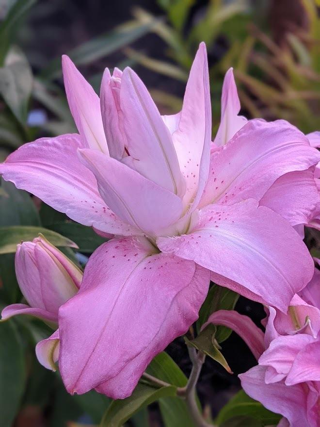 Photo of the bloom of Lily (Lilium 'Lotus Spring') posted by Joy ...