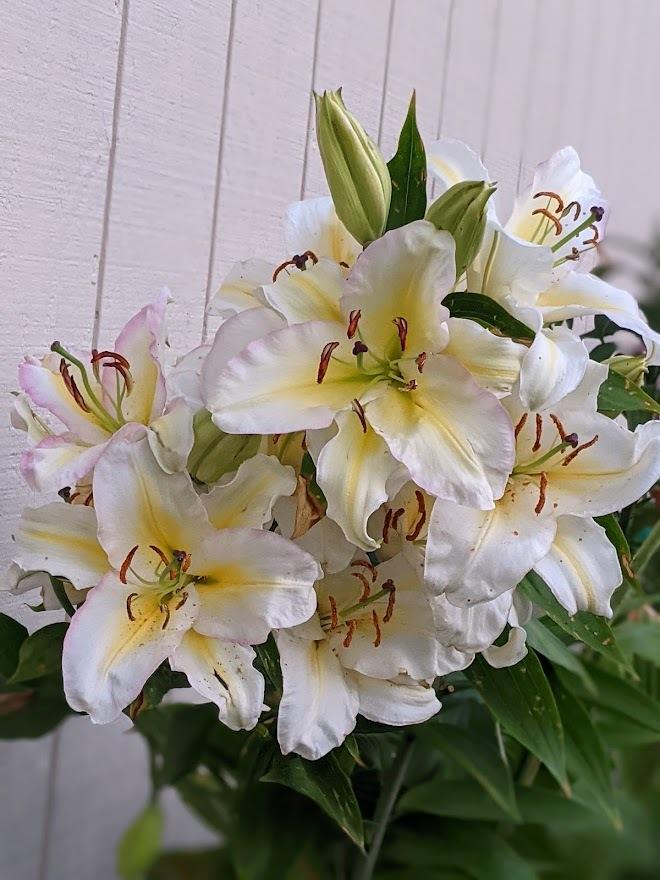 Photo of the entire plant of Lily (Lilium 'Tricolore') posted by Joy ...