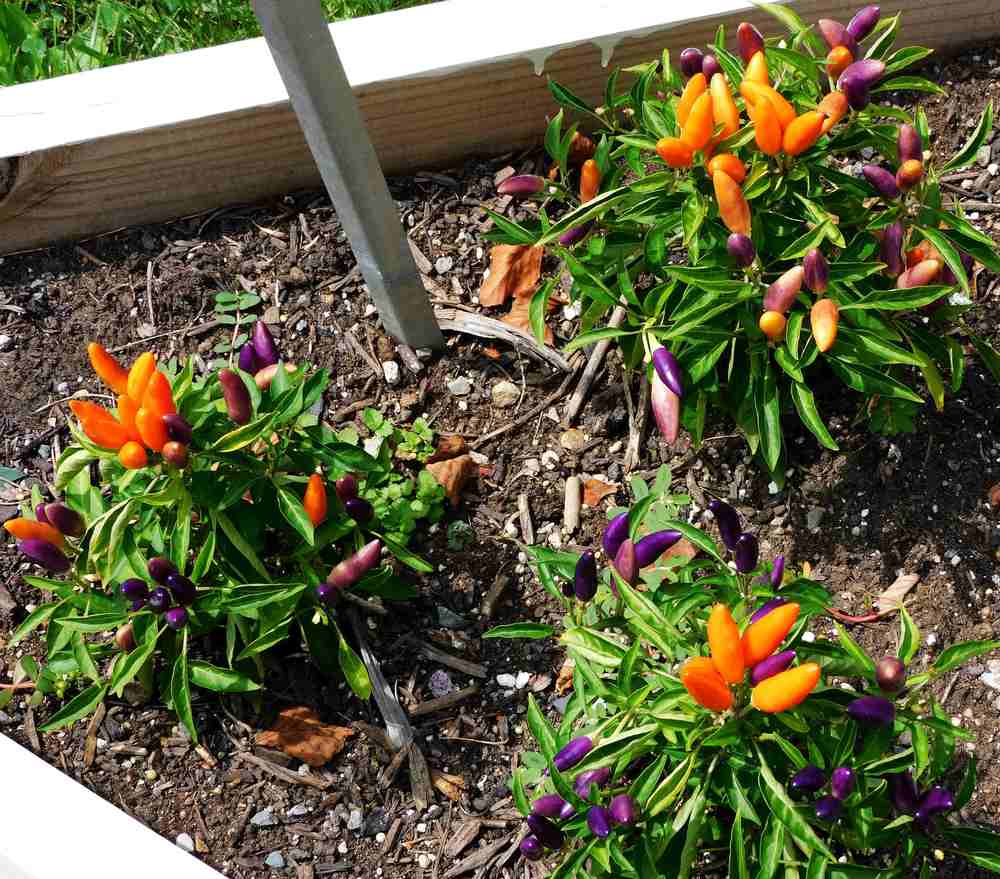 Photo of the entire plant of Hot Pepper (Capsicum annuum 'NuMex Easter ...