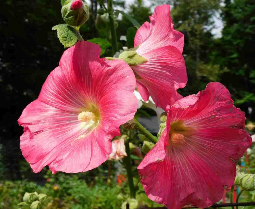 Photo of the closeup of buds, sepals and receptacles of Hollyhock ...