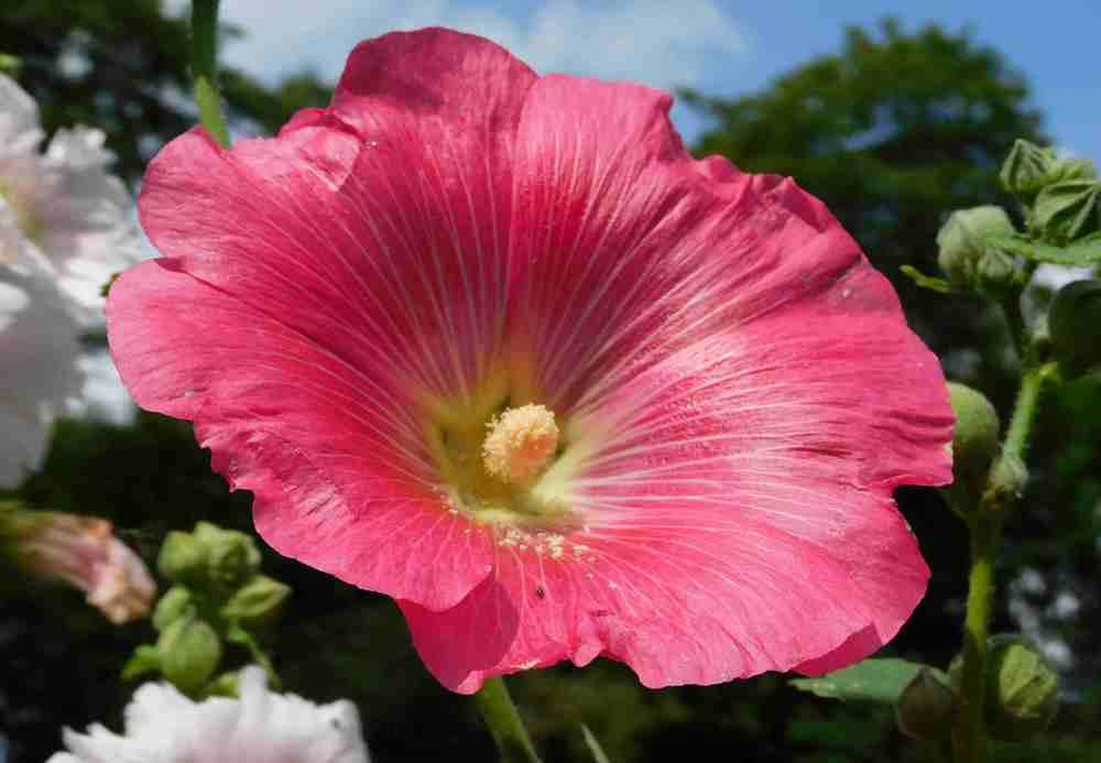 Photo of the bloom of Hollyhock (Alcea rosea 'Simplex') posted by ...