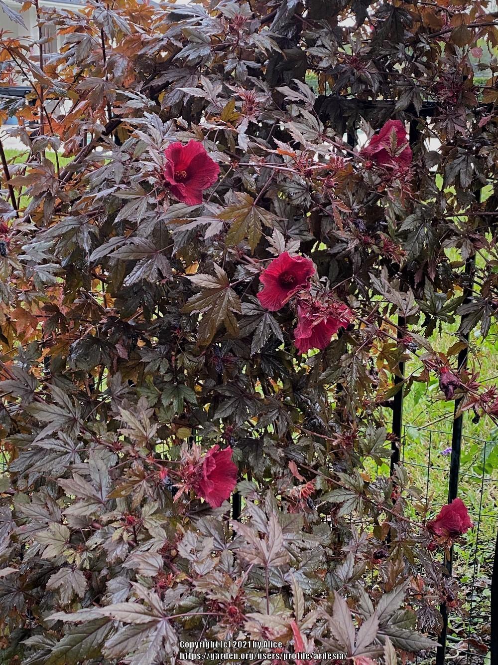 Photo of the entire plant of Hibiscus (Hibiscus acetosella 'Mahogany ...