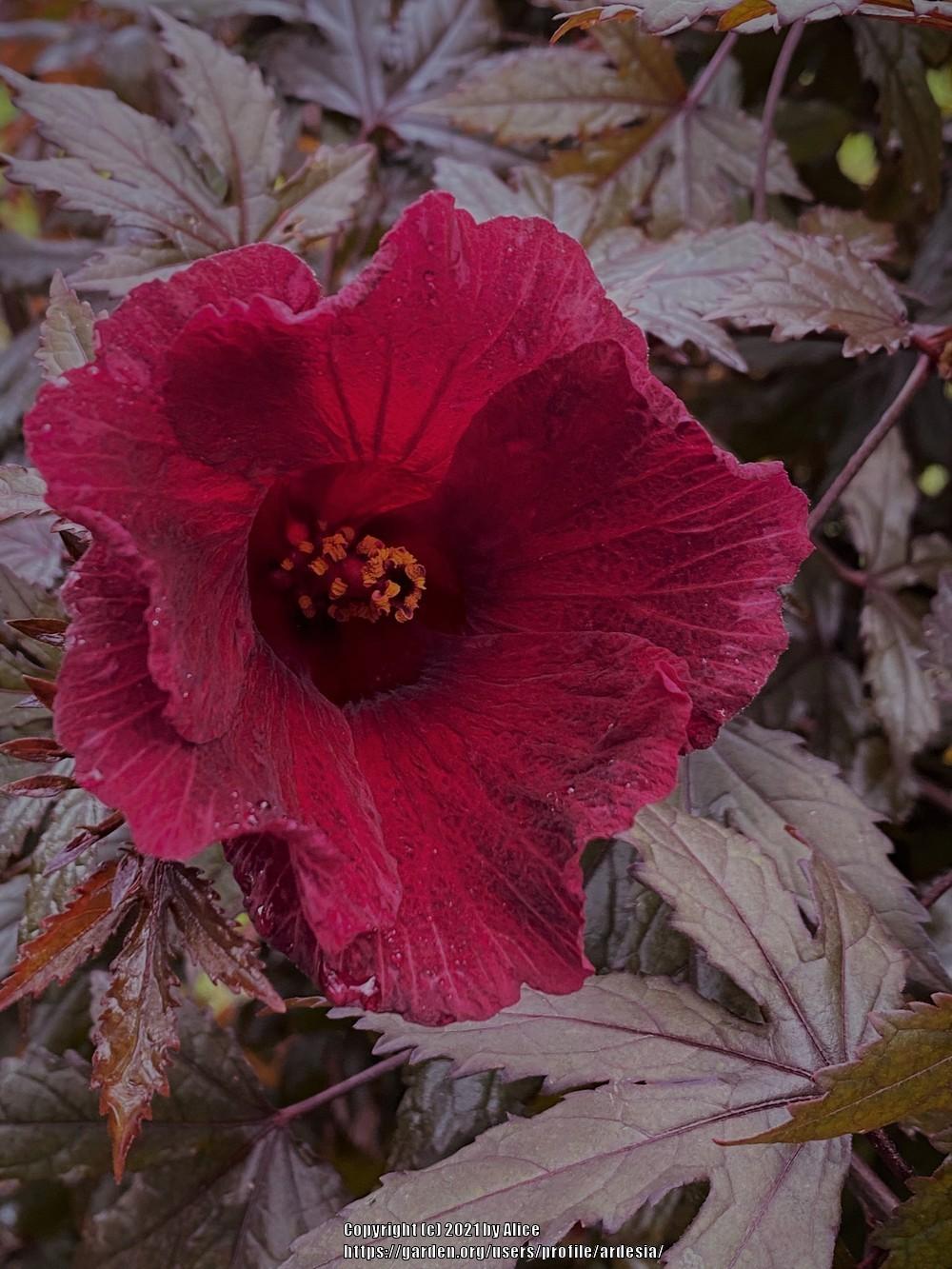 Photo of the bloom of Hibiscus (Hibiscus acetosella 'Mahogany Splendor ...