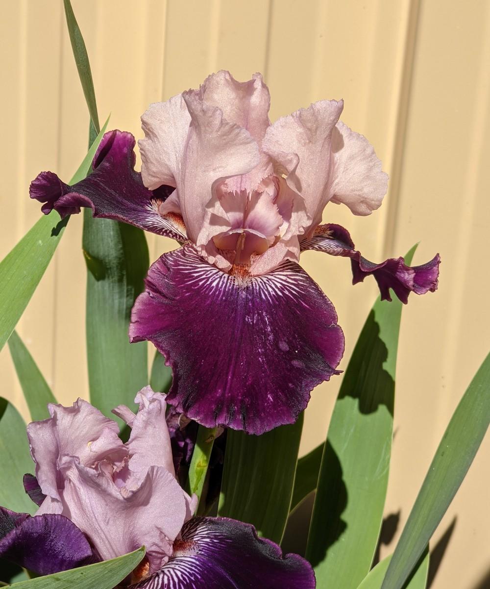 Tall Bearded Iris (Iris 'Just Pot Luck') in the Irises Database ...
