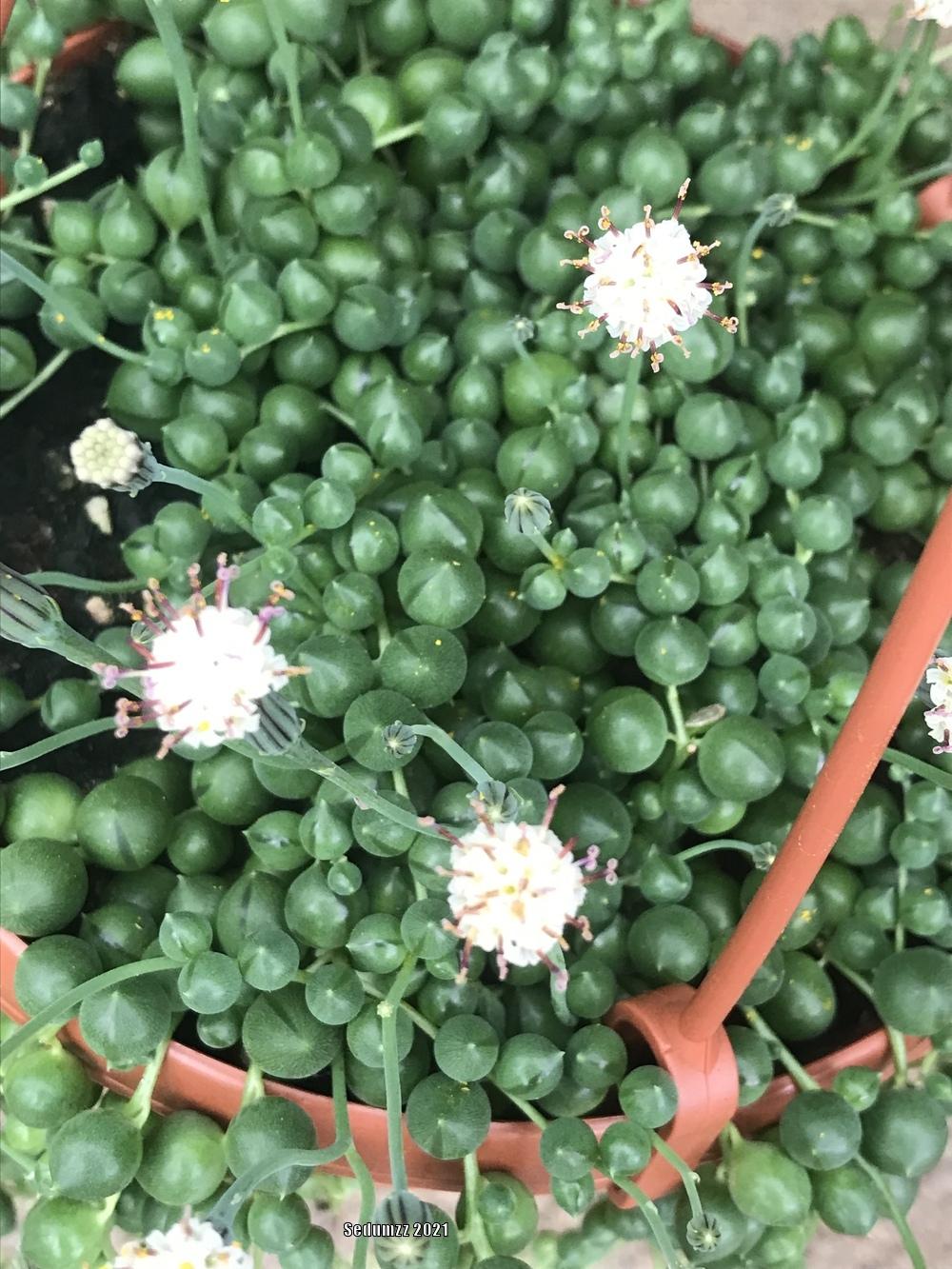 Photo of the entire plant of String of Pearls (Curio rowleyanus) posted ...
