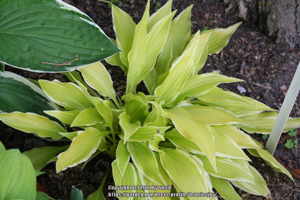 Hosta 'Little Starlet' in the Hostas Database - Garden.org