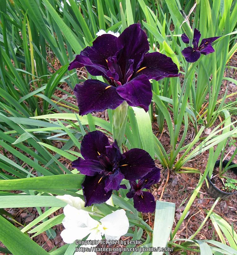 Photo of the entire plant of Louisiana Iris (Iris 'Full Eclipse ...