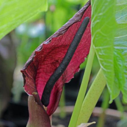 Giant Voodoo Lily (Sauromatum giganteum) in the Sauromatums Database ...