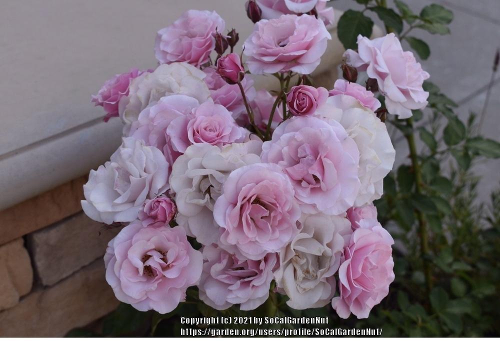 Rose (Rosa 'Our Lady of Guadalupe') in the Roses Database - Garden.org