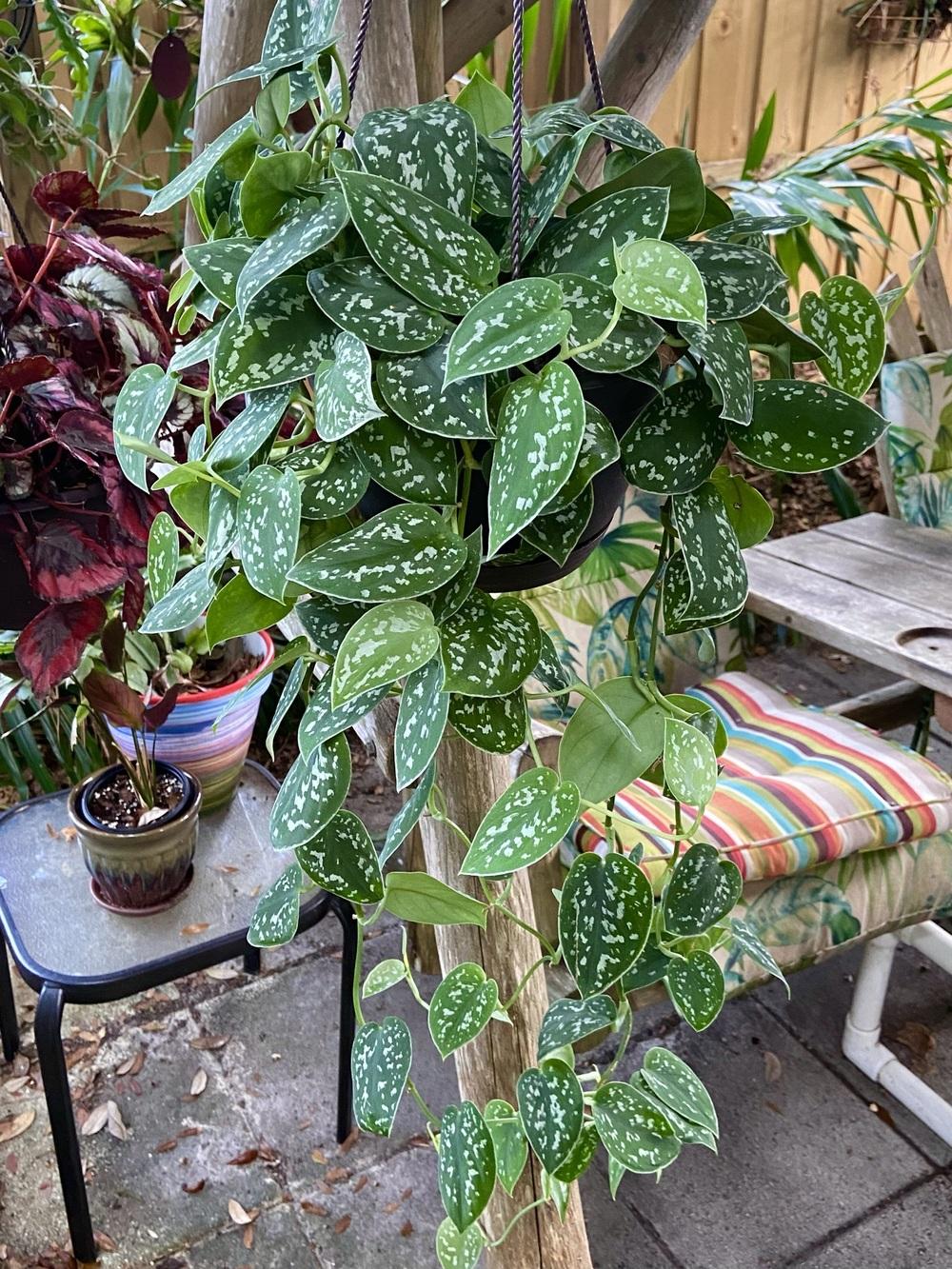 Satin Pothos (Scindapsus pictus 'Argyraeus') - Garden.org