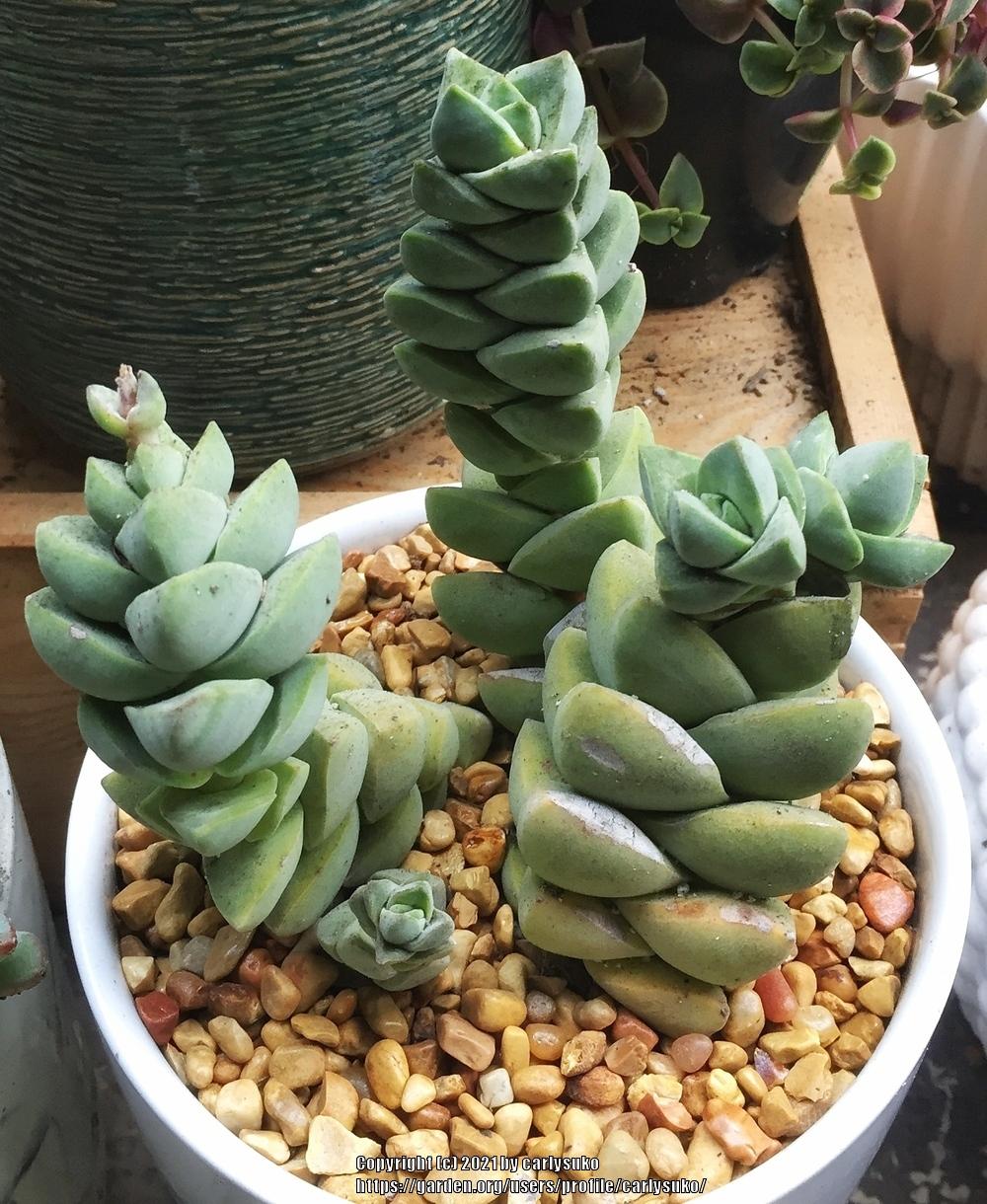 Photo of the entire plant of Crassula 'Moonglow' posted by carlysuko ...